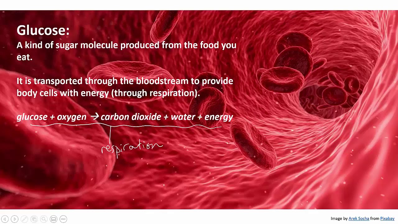 Homeostasis of blood glucose a negative feedback loop - YouTube
