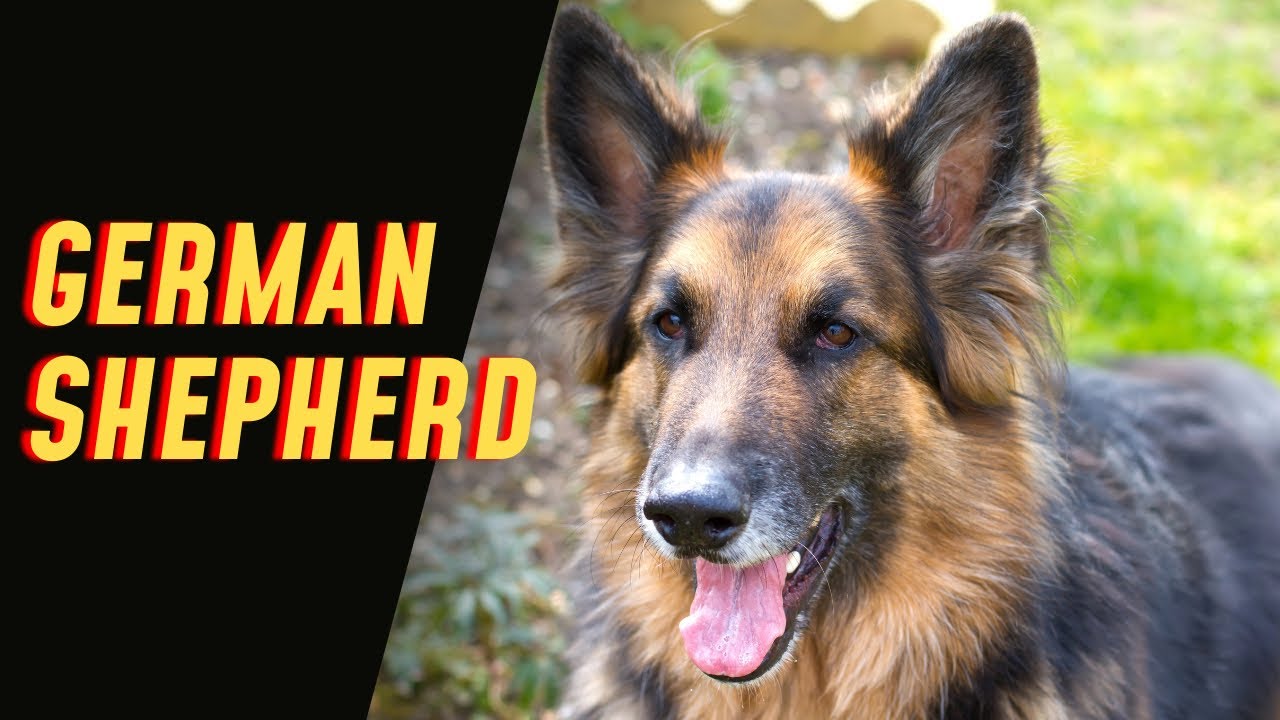 German Shepherds: The Real-Life Heroes with Fur and Four Paws - YouTube