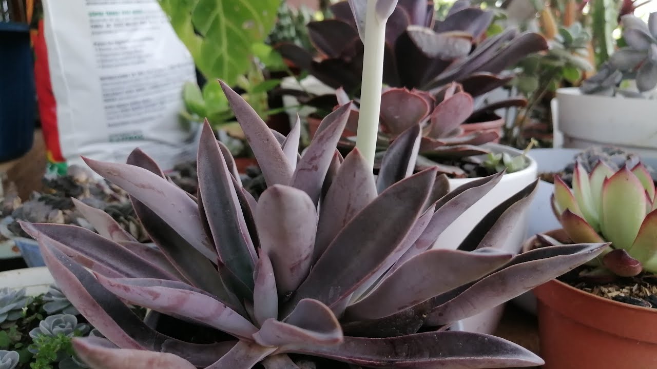 TOP10 SUCULENTAS MORADAS Con sus Nombres | Candies Suculents # ...