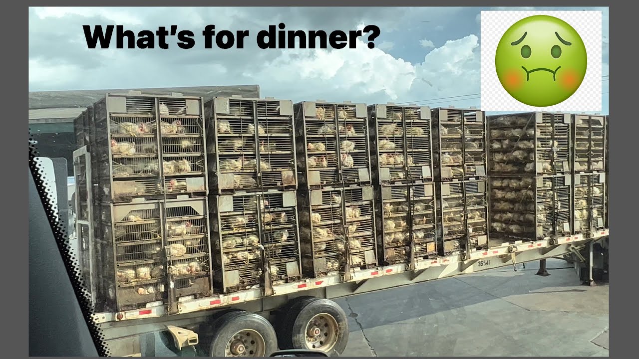 OTR Chicken Hauling! Prime Inc - YouTube