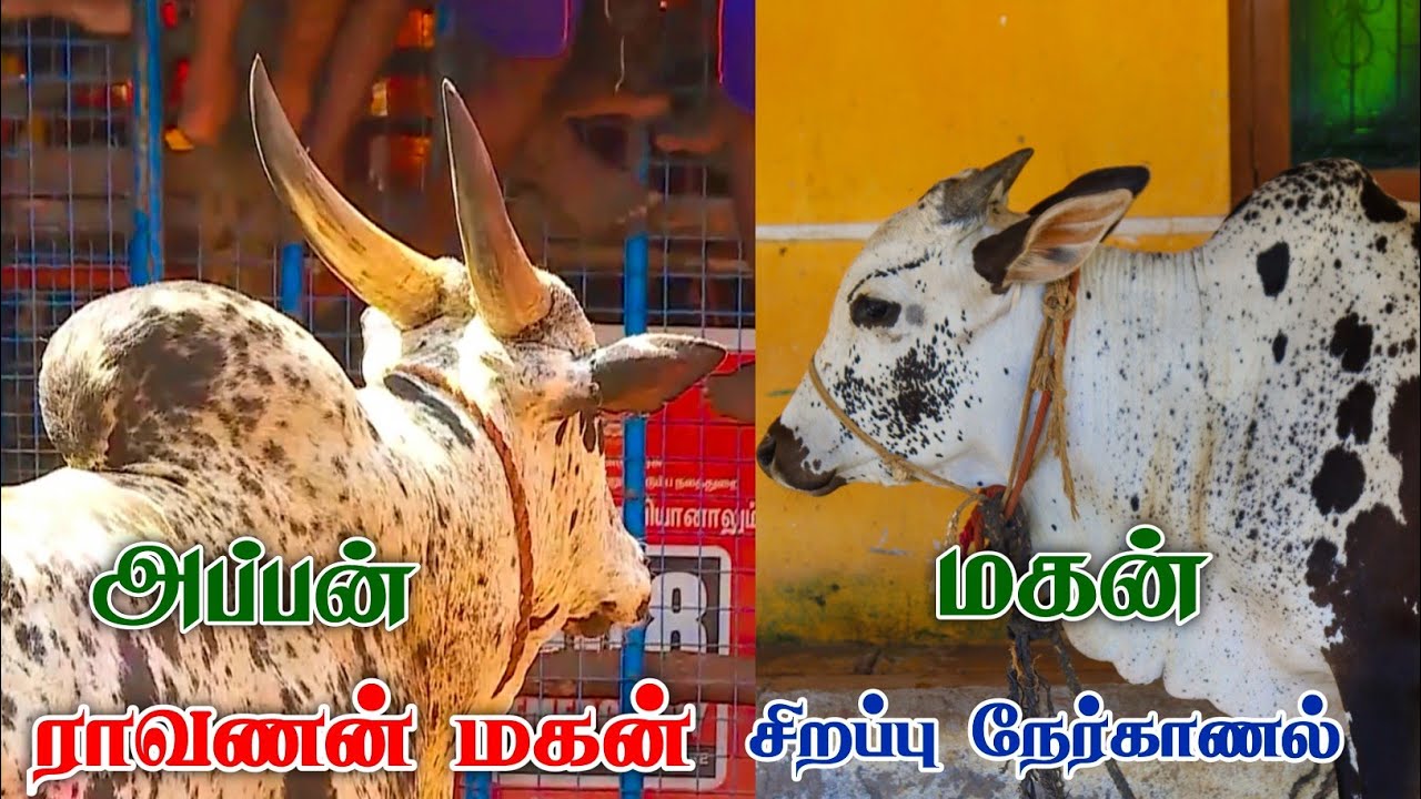 ராவணன் மகன் நேர்காணல் || HD VIDEO || #ravanan #ravananson - YouTube