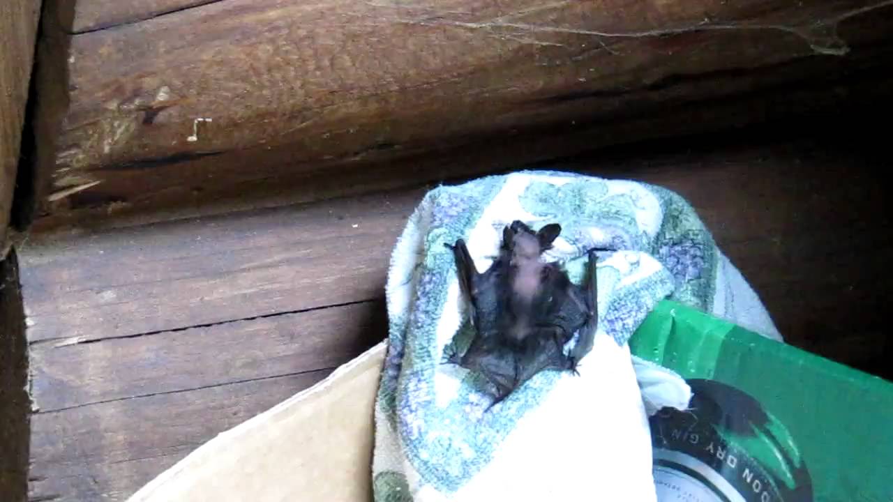 Bat in Alaska - YouTube