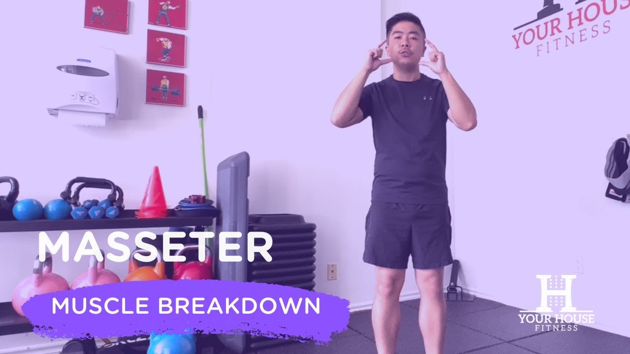 Anatomy and Function of the Masseter Muscle - YouTube