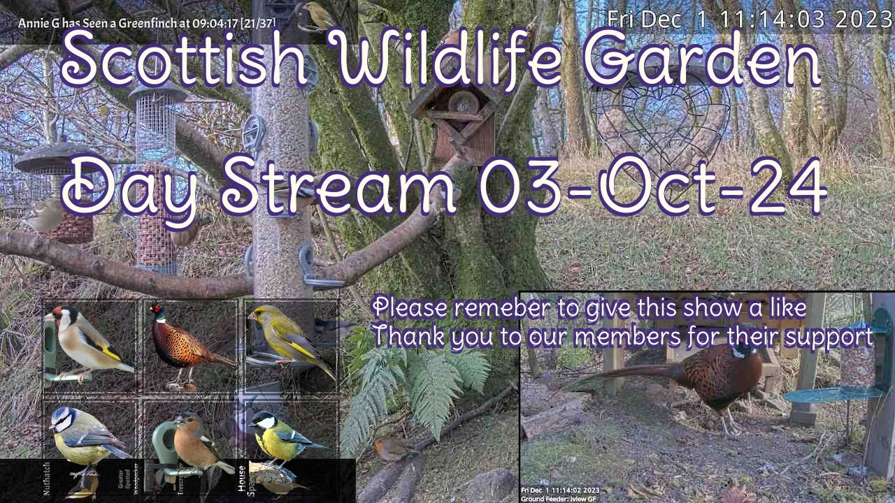 Day Stream October 3rd 2024 | Bird Feeders, Wildlife Cameras Scotland ...