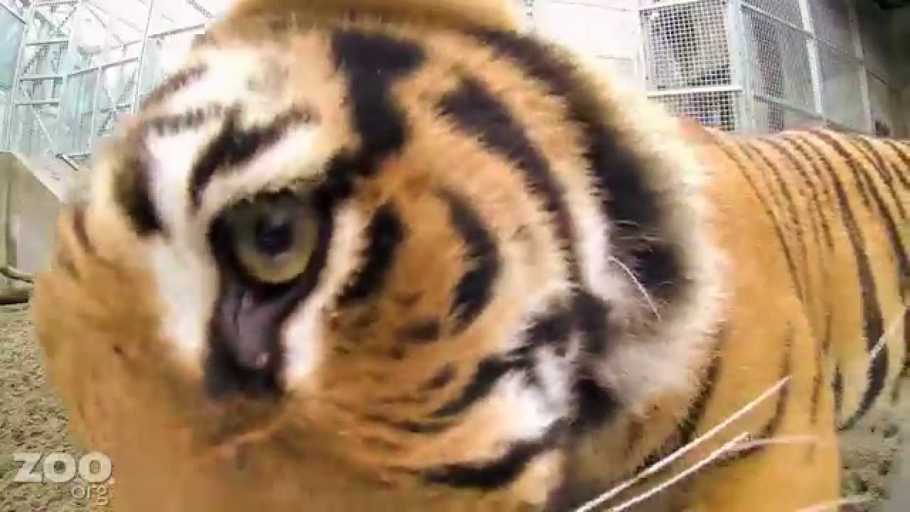 Tigers Sniff and Lick GoPro Camera - YouTube