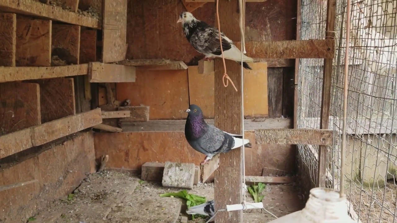 My 2018 Deep Birmingham Roller Pigeons - YouTube