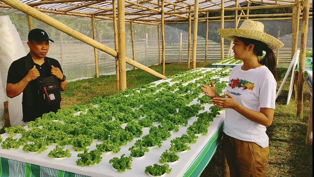 HYDROPONICS FARMING IN LETTUCE VEGETABLE (PAGSASAKA NG GULAY NA LETTUCE ...