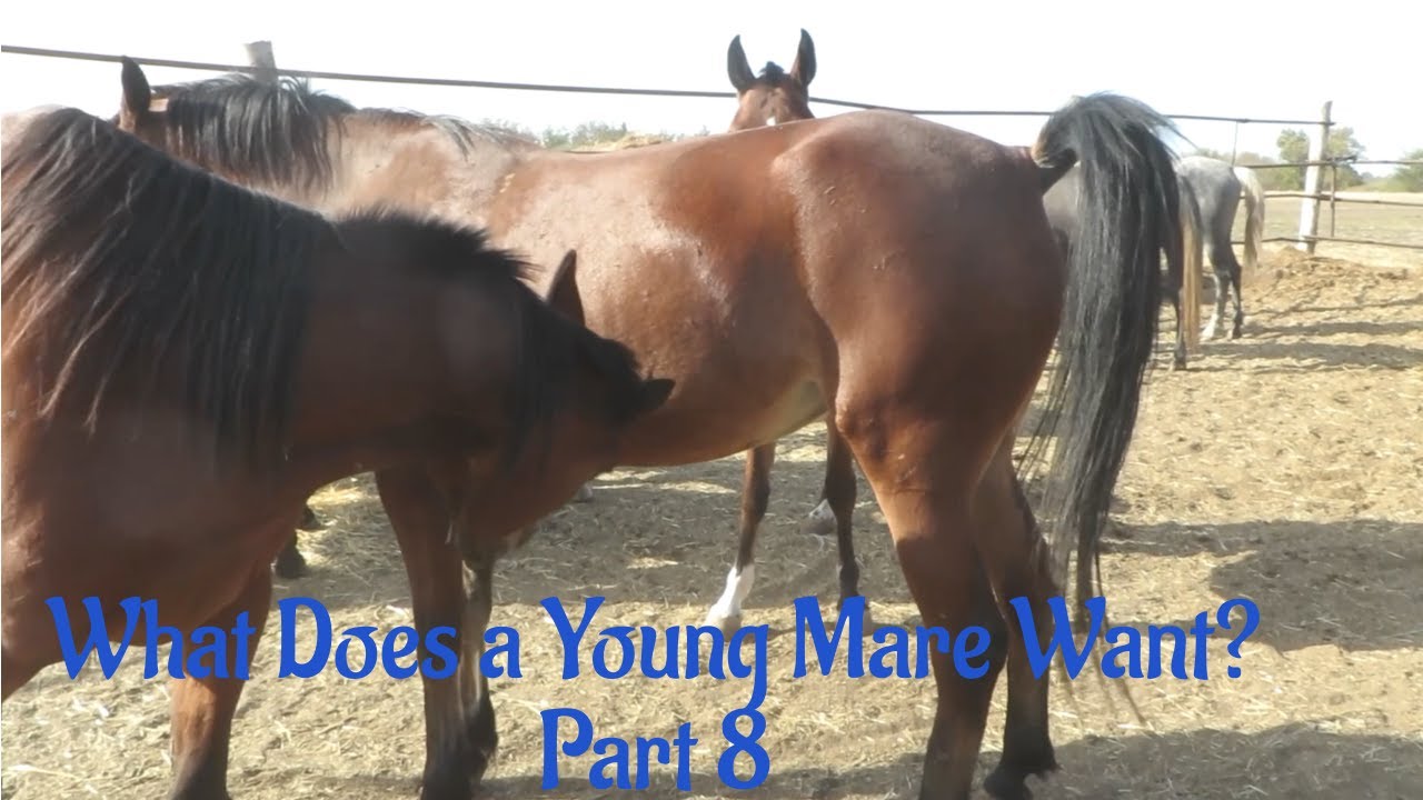 What Does a Young Mare Wan Part 8 - YouTube