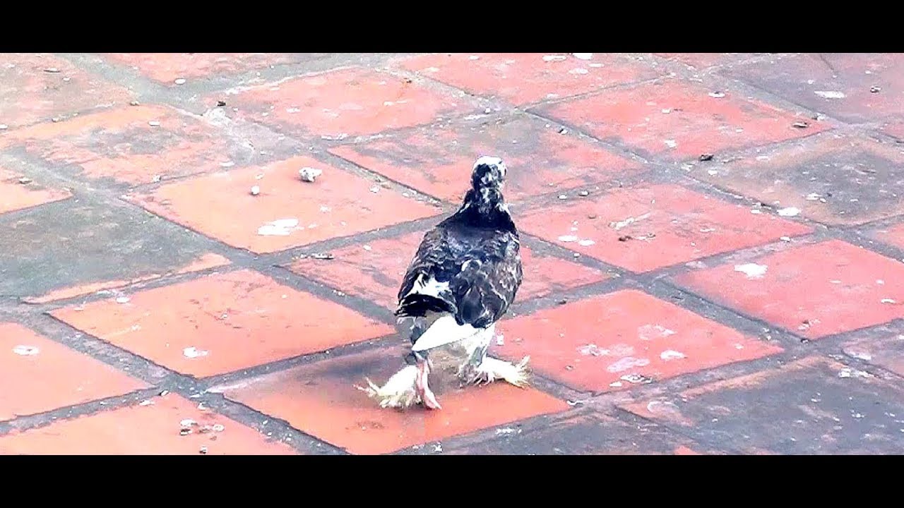 how to treat a pigeon with splayed legs - YouTube