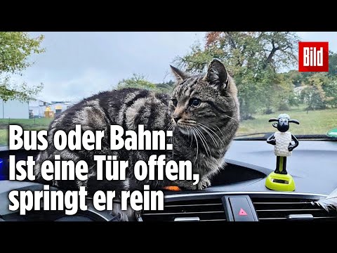 Kater Felix verschwindet immer wieder – weil er lieber trampt und durch die Gegend reist 😹