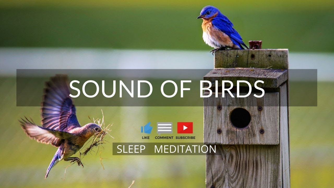 15 minutes of Sound of Birds | Listen daily | For Morning energy, SPA ...