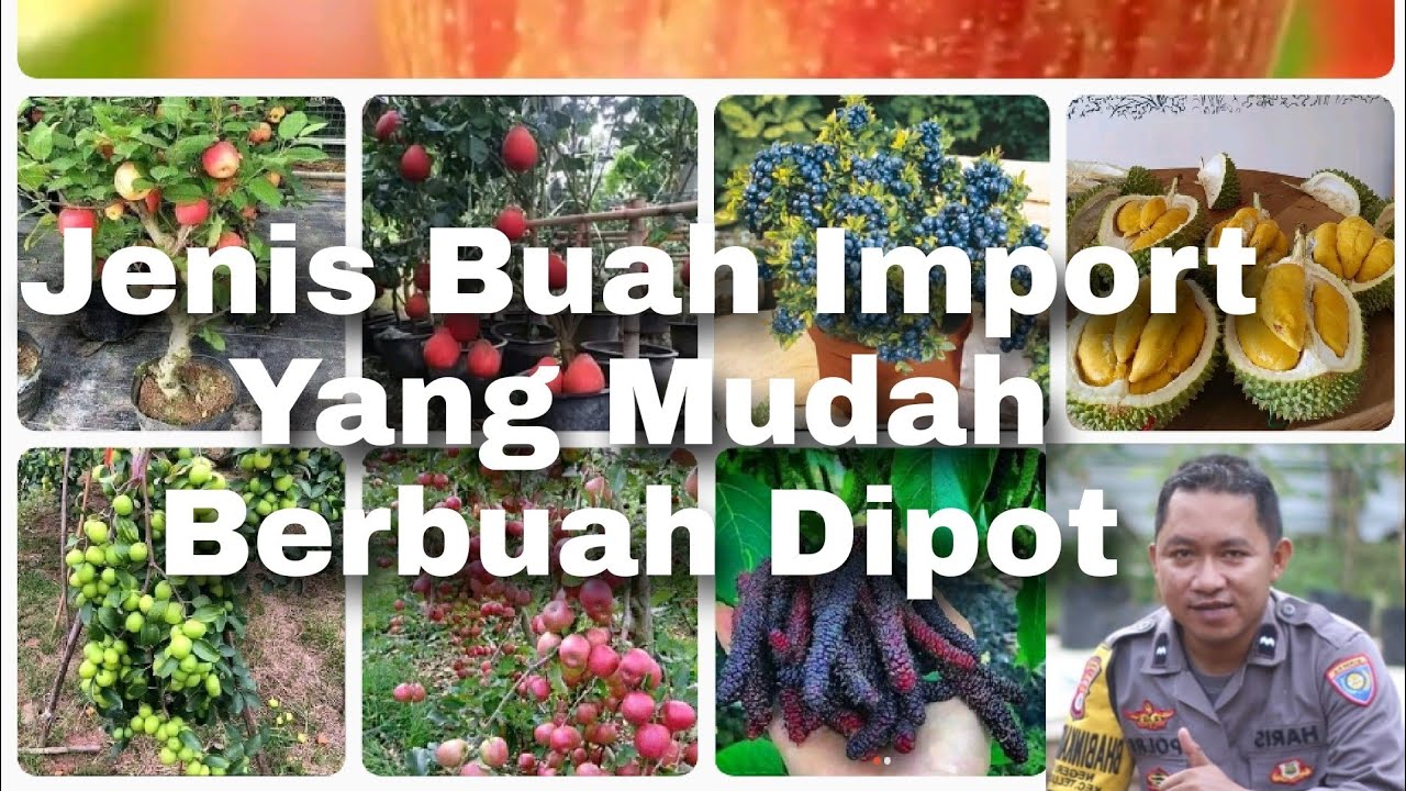 Jenis Tabulampot Buah Import Yang Mudah Berbuah Di Pot - YouTube
