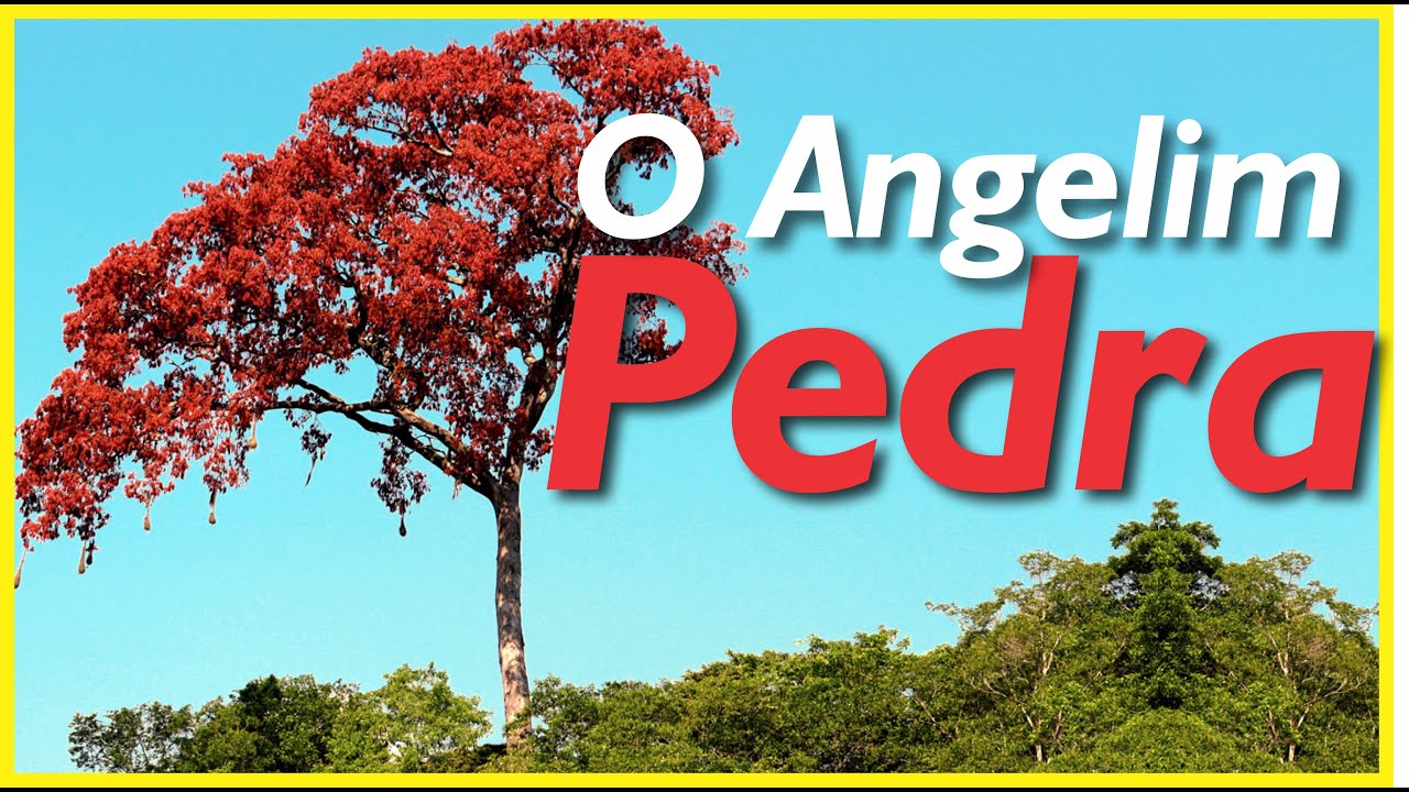 Angelim pedra - YouTube