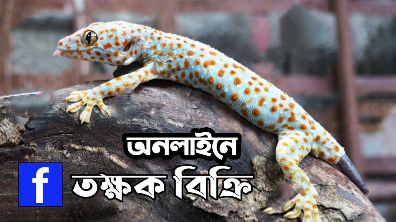 তক্ষক বিক্রি হচ্ছে ফেসবুকে | Tokkhok Animal | তক্ষক সাপ | টক্কর সাপ ...