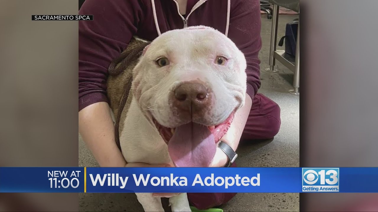 Willy Wonka, dog with no ears, adopted again - YouTube