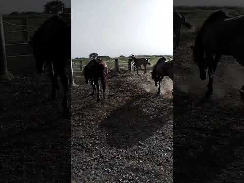 #keşfetedüş #keşfet davakar atlar