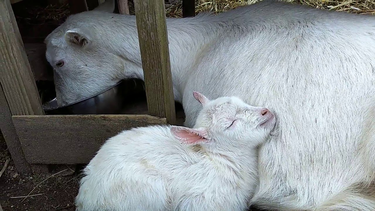 GO GO GOAT! 162 Hello kids! こんにちは赤ちゃん！ - YouTube