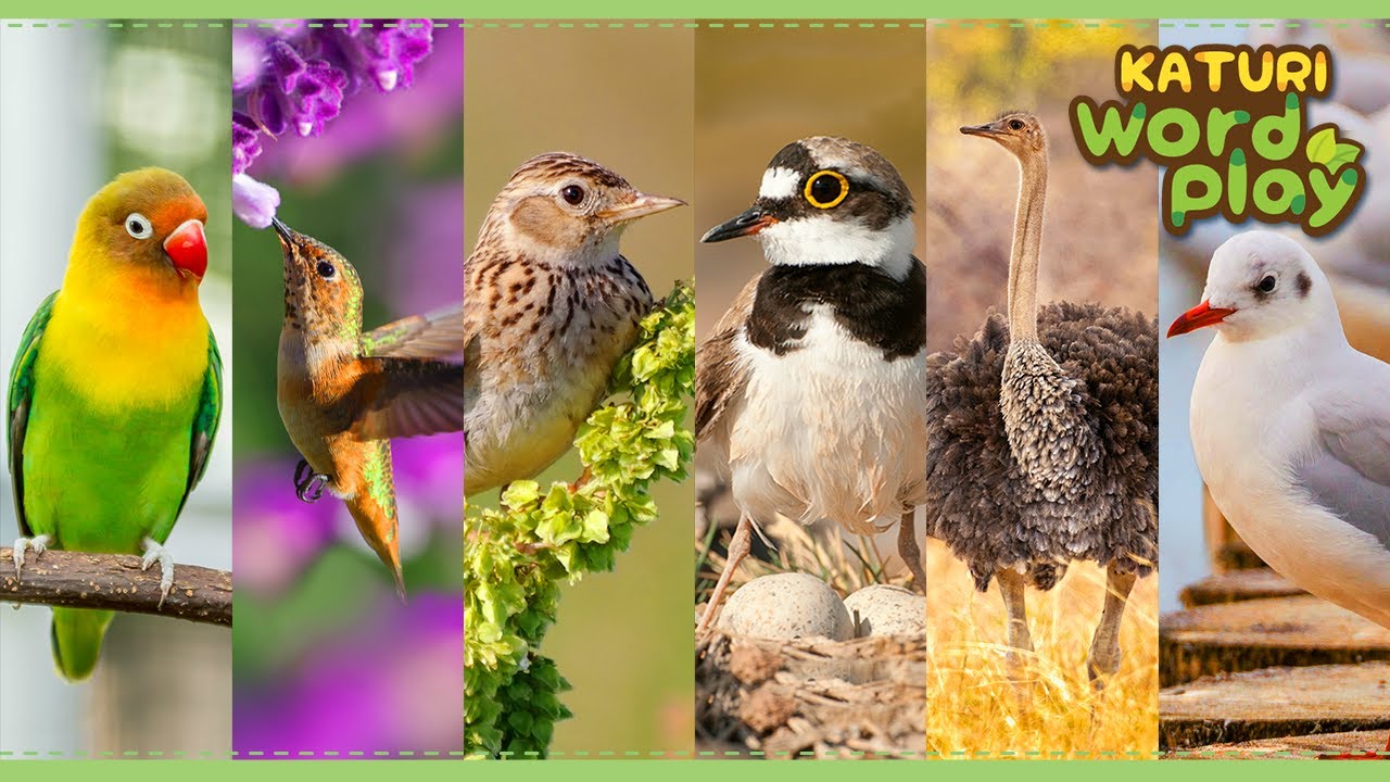 * The Bird * | Katuri Word Play | Learn Animals | Animals for kids to ...