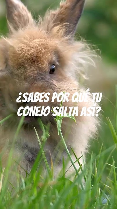 El misterioso salto feliz de los conejos… ¿Qué es un “binky”? 🐰 - YouTube