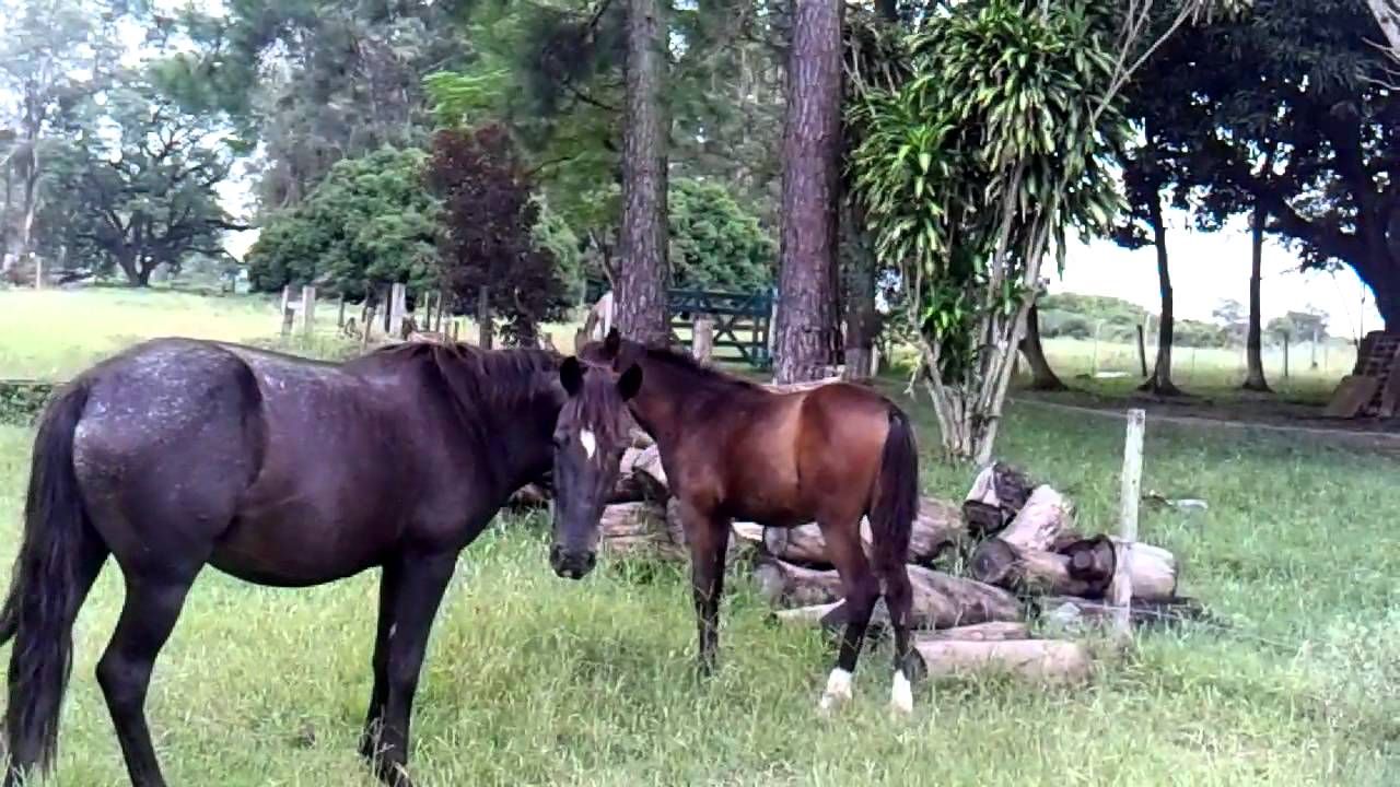 YeguaMora_Preñada_Con_Cria_1 - YouTube