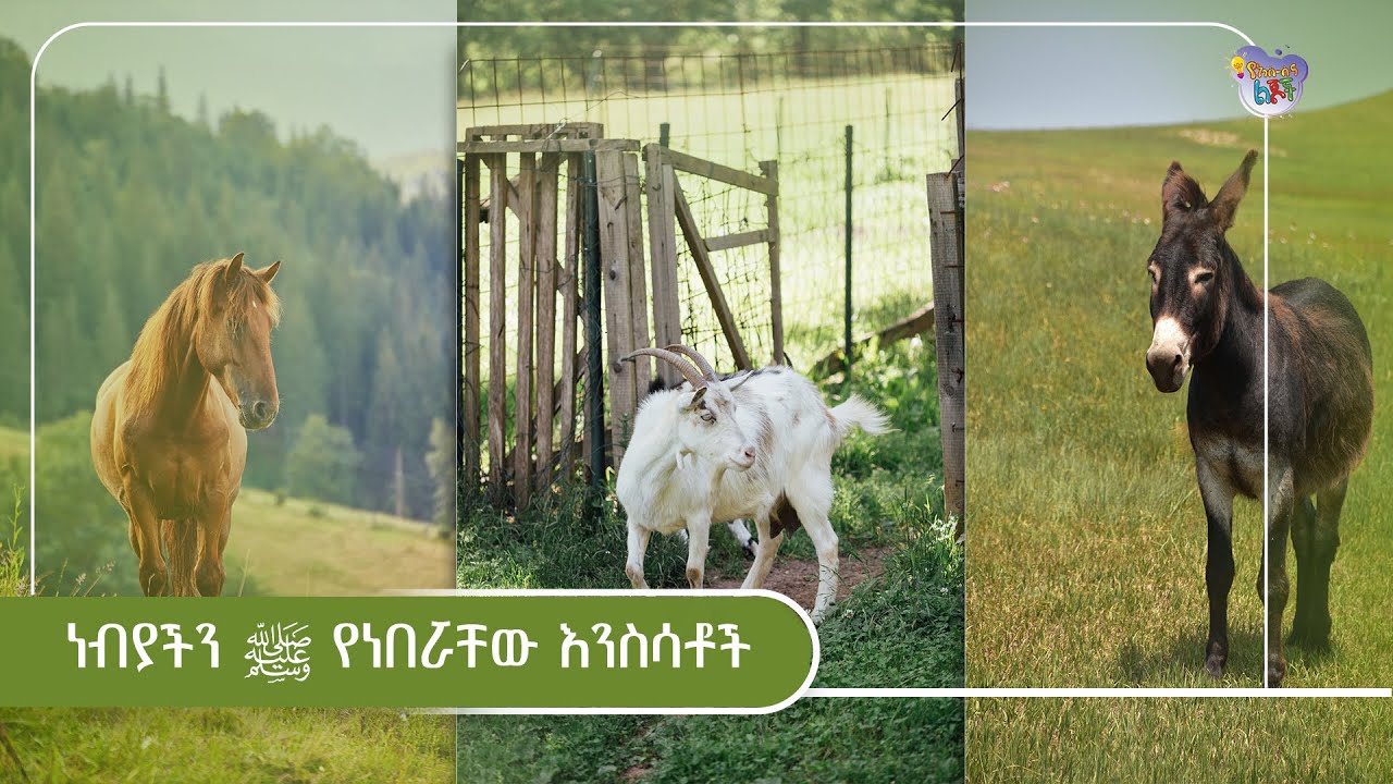 ነብያችን ﷺ የነበሯቸው እና ያናገሯቸው እንሣቶች እነማን ናቸው? | ከእንሣት አለም - Animal Life ...