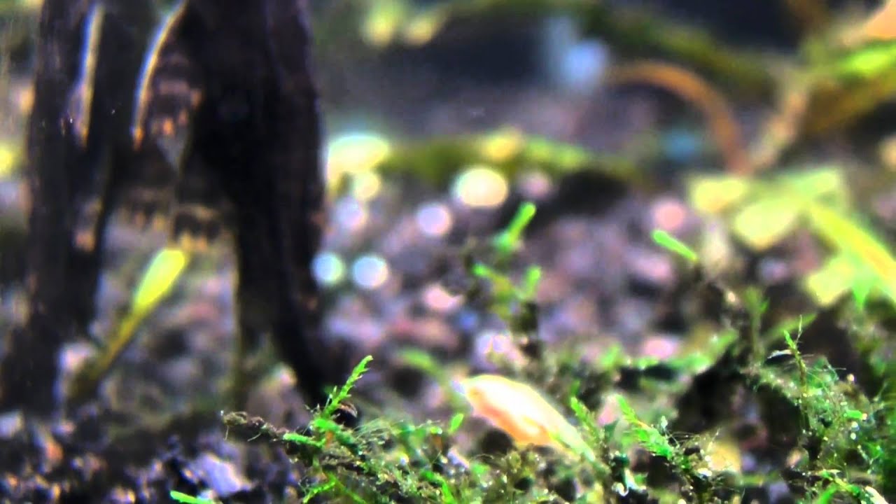 electric yellow lab ( Labidochromis caeruleus ) cichlid fry babies on ...