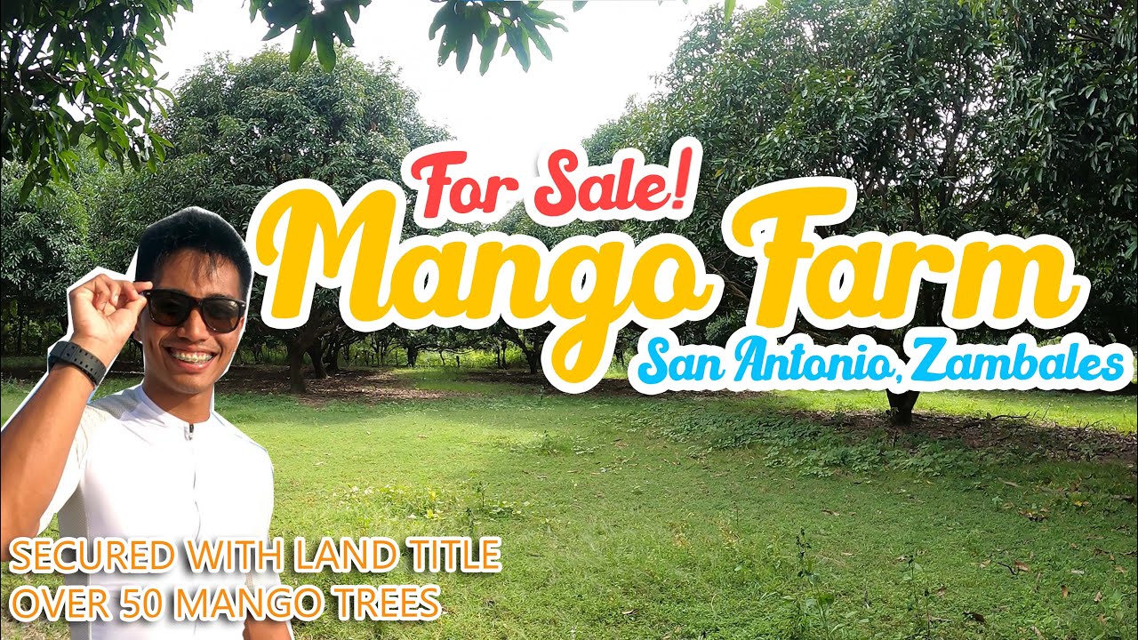 MANGO FARM with 50 Mango Trees located in San Antonio Zambales! - YouTube
