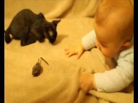 cute baby cat attacks! 0:24! - YouTube