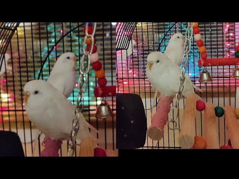 Popcorn & Angel on a Friday Night!🌙🕊️🕊️ - YouTube