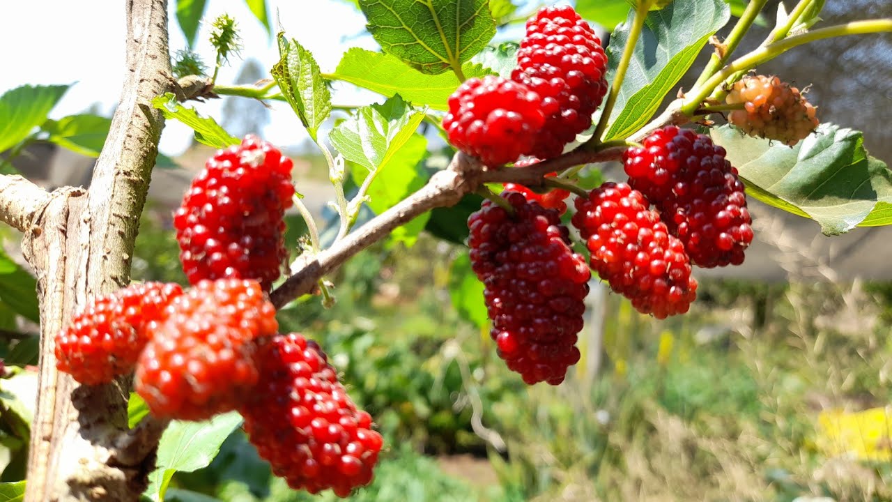 Amora italiana gigante, muda produzindo no vaso de 1litro! - YouTube