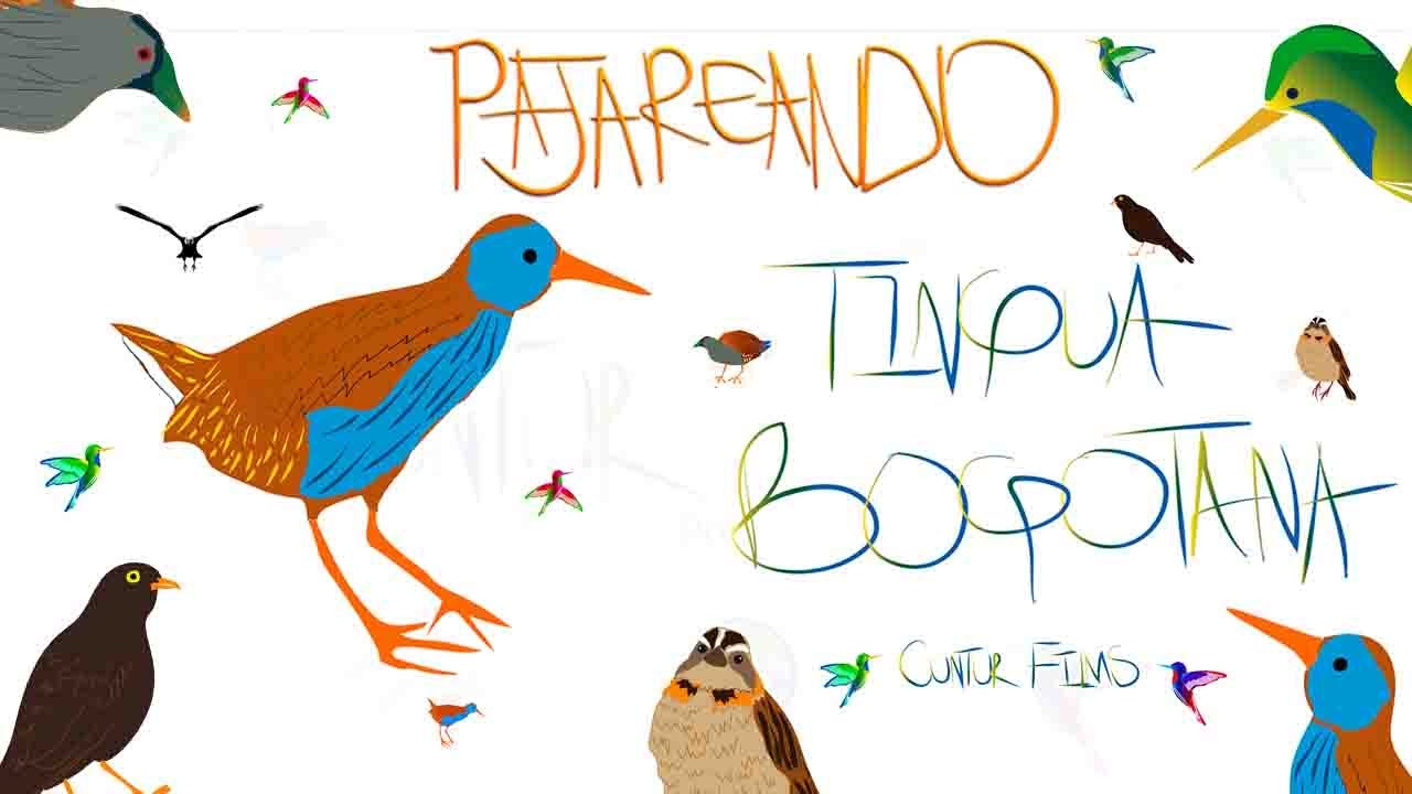 PAJAREANDO - TINGUA BOGOTANA - SERIE DOCUMENTAL - AVES - PÁJAROS ...