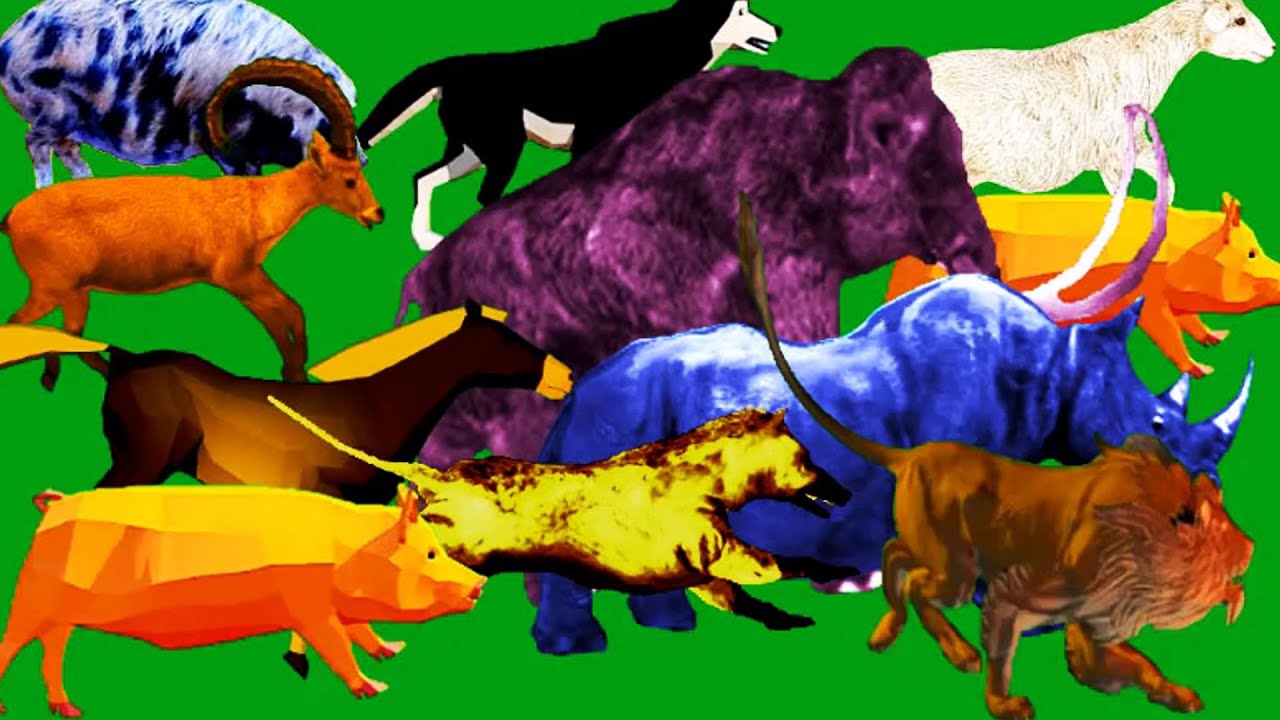 Green Screen Animals Stampede Running Green Screen Blue Screen Black ...