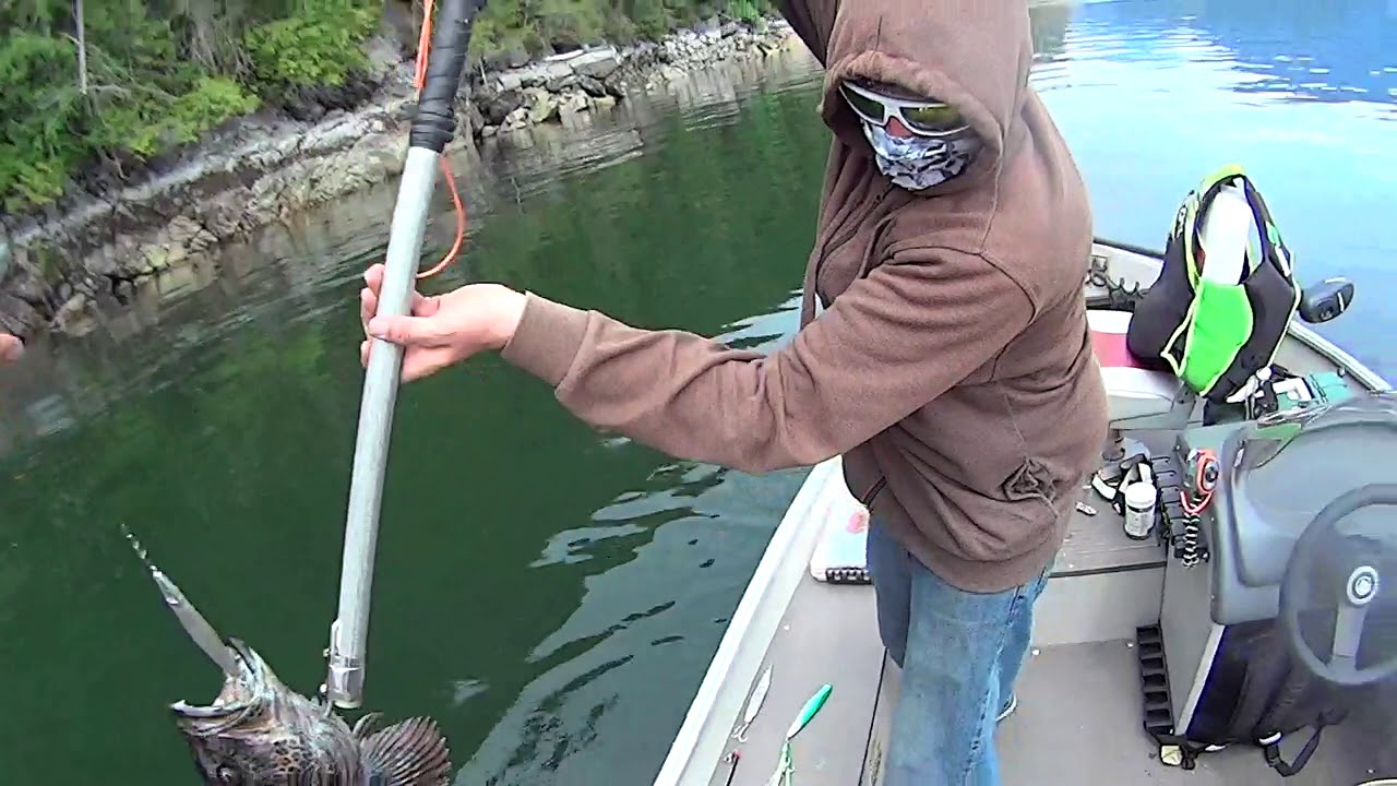 Lead-Free Fishing , Catching Lingcod in the Gulf islands BC Canada ...