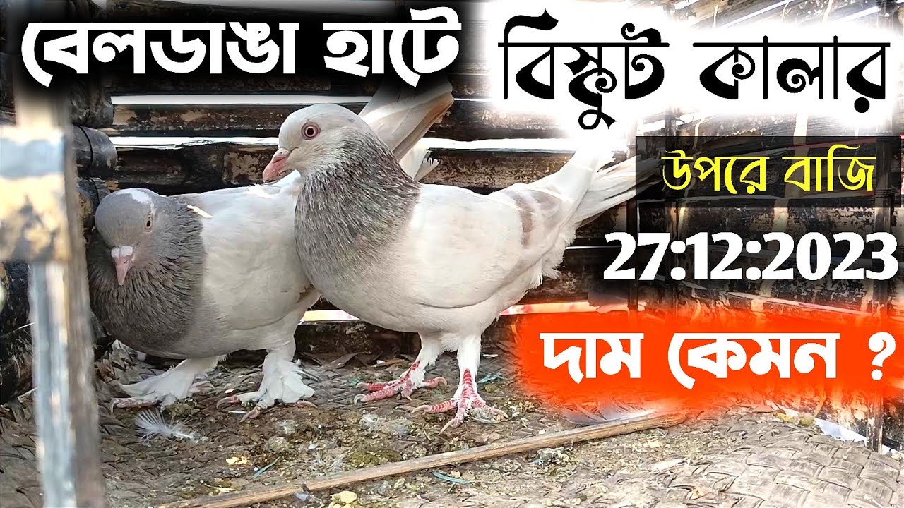 কবুতর হাট ২০২৩ | Beldanga Hat Murshidabad | Beldanga Pigeon Market 🕊 ...