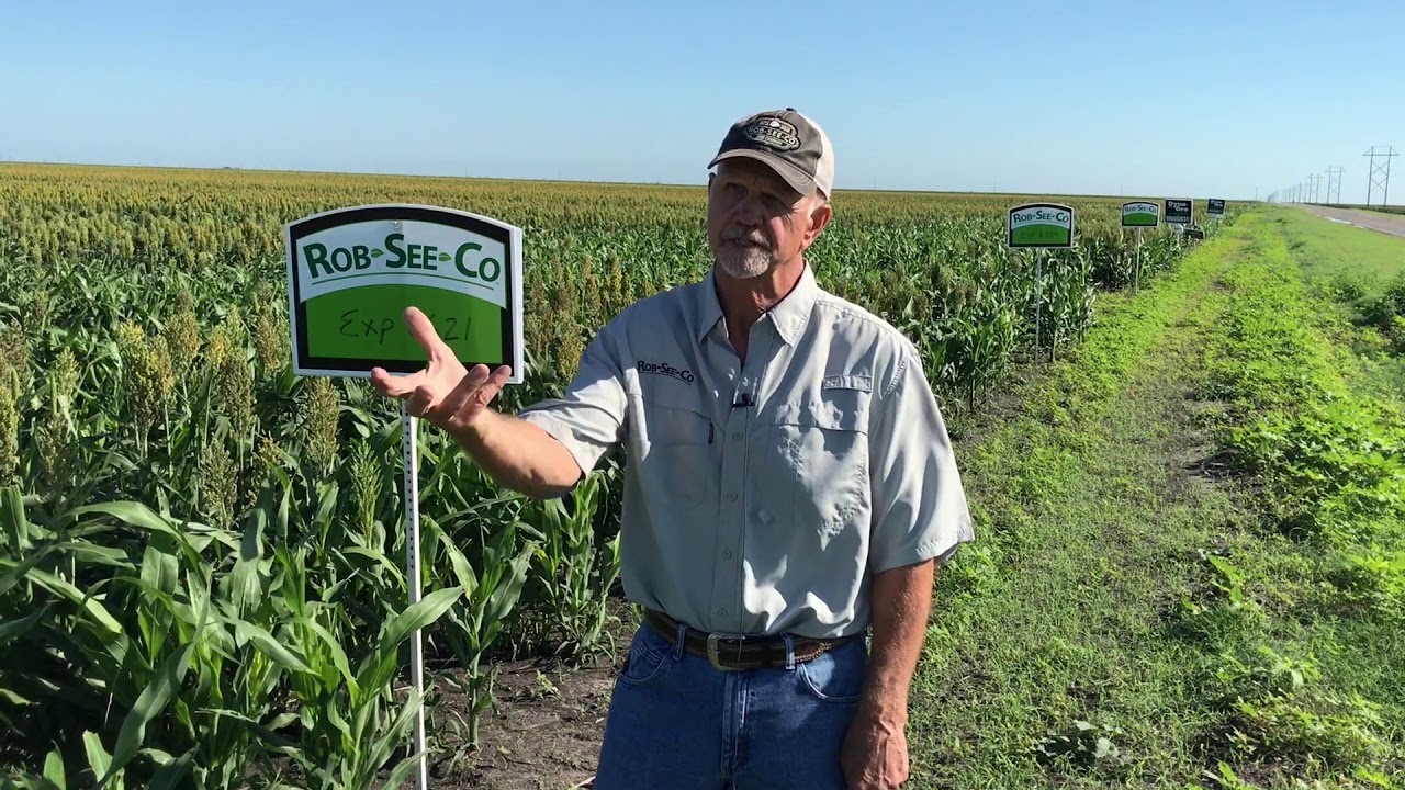 Rob-See-Co Grain Sorghum Hybrids - Faske Farms - YouTube