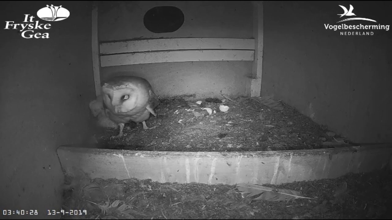 Kerkuil It Fryske Gea 2019 09 13 03 31 M met muis V met muis voedering ...