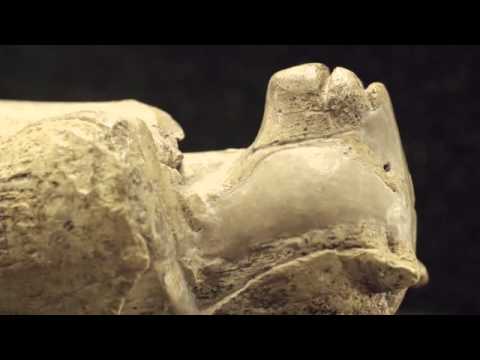 Der Löwenmensch kommt heim - The lion man returns home