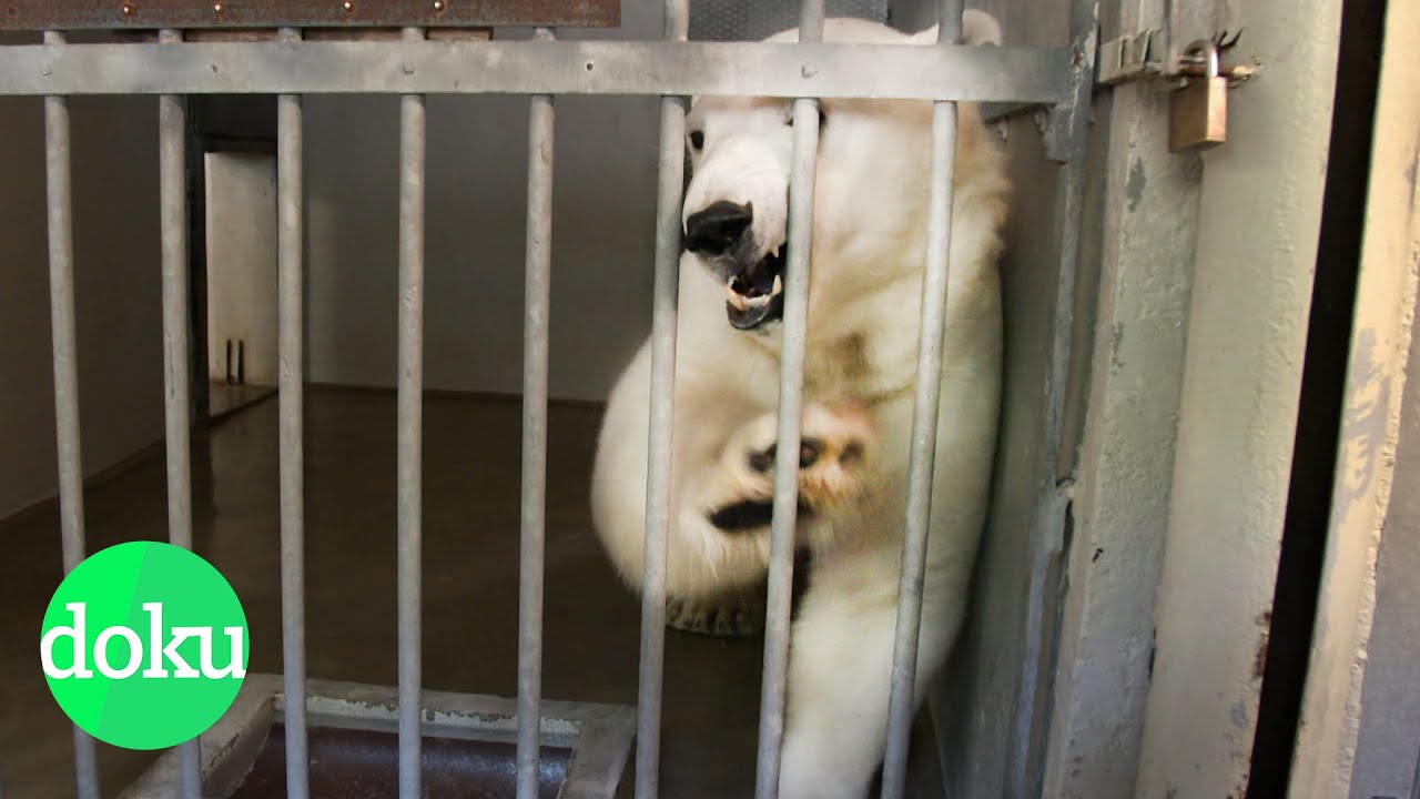 Der Zoo: Tiergefängnis oder Artenschutz? | WDR Doku - YouTube