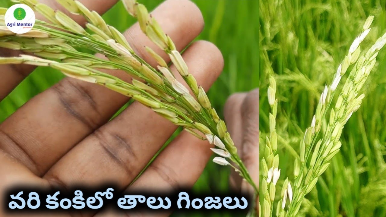 వరి కంకిలో తాలు గింజలు | Gandhi bug in paddy | @agrimentor - YouTube