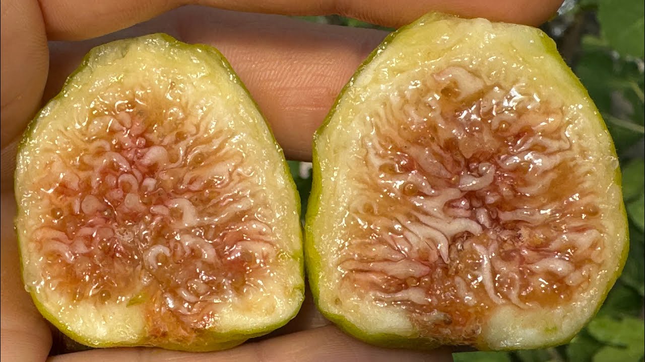 #16 Iranian Candy - YouTube