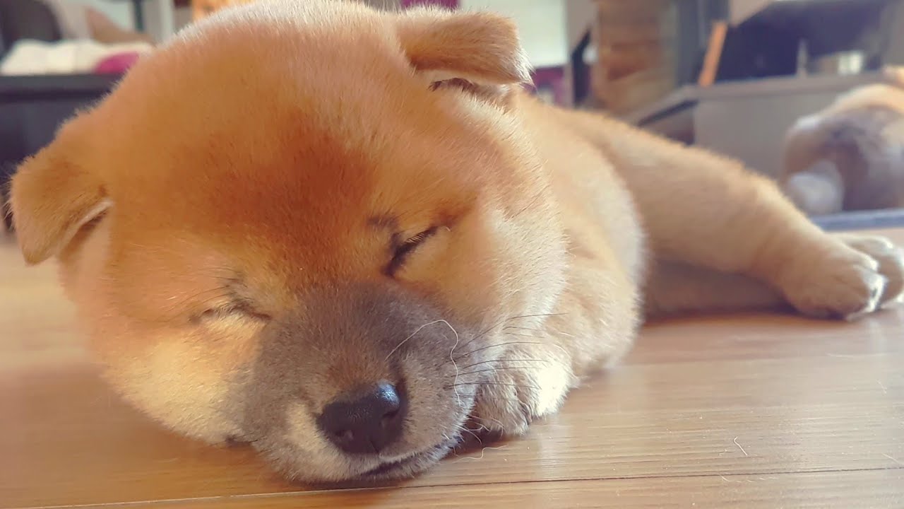Snoozer potat - MLIP / Ep 64 / Shiba Inu puppies - YouTube