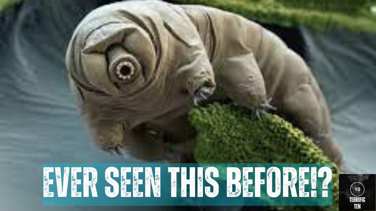 Just When You Thought Nature Couldn't Get Weirder, Meet these 10 ...