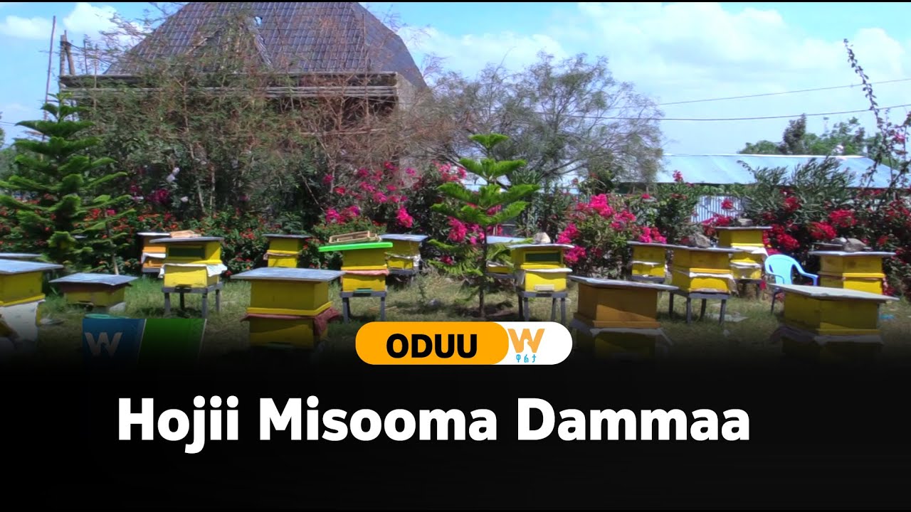 Hojii Misooma Dammaa - YouTube