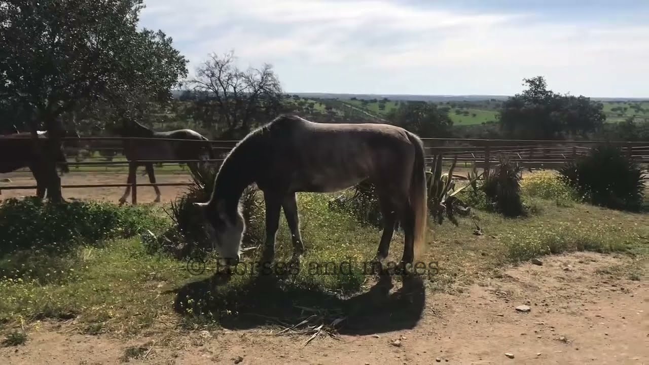 Yegua joven en calor revoluciona grupo caballos adolescentes ...