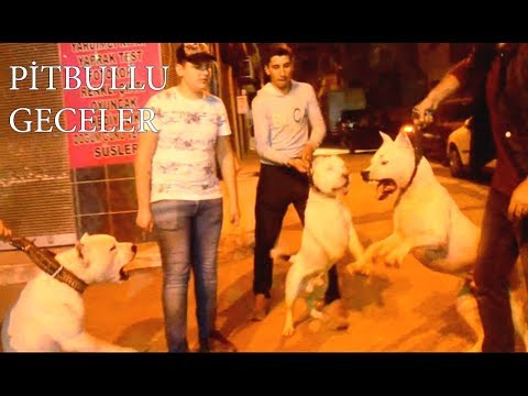 DOGO ARGENTİNO VS PİTBULL HANGİSİ DAHA BASKIN !!!!