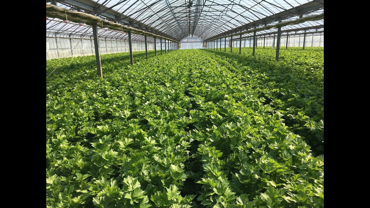 Who are Tozer Seeds? - YouTube