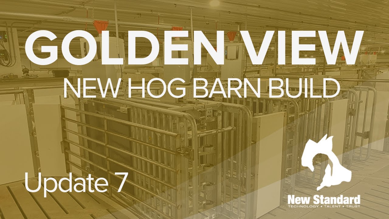 The Golden View Hog Barn - Farrowing Room Tour - Update 7 - YouTube