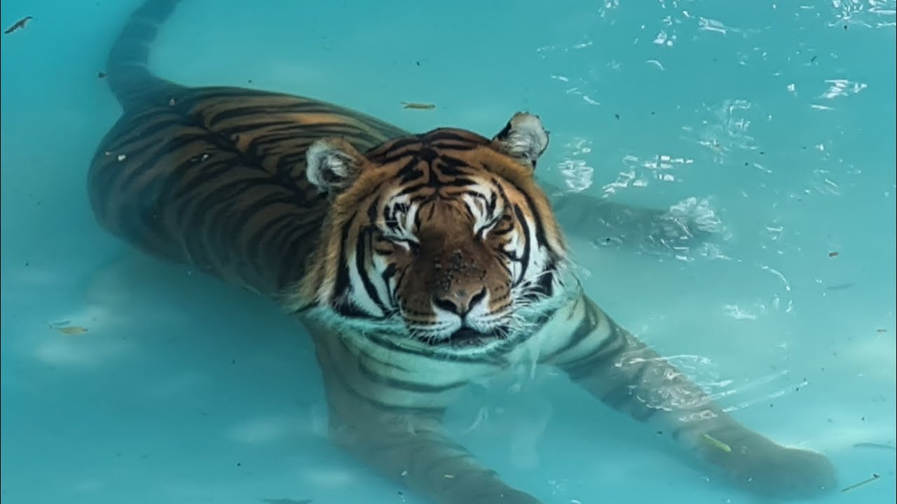 Going live with Michael jamison and tigers! - YouTube