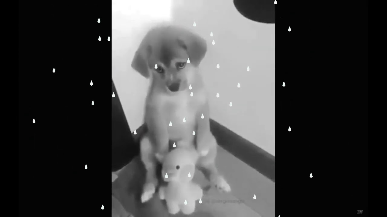 Perrito triste meme - YouTube