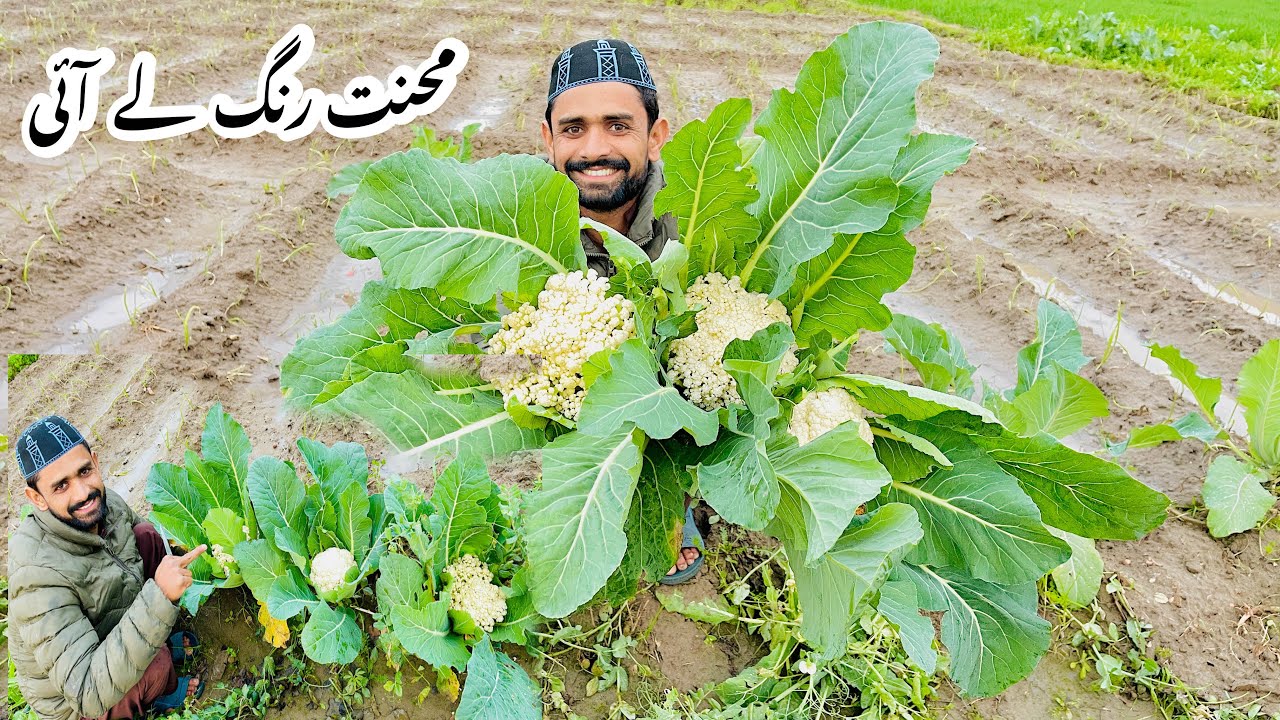 Our Cauliflower 🥦 Gobhi Vegetable is Ready - YouTube